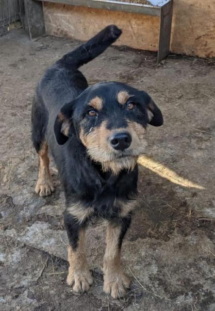 BUZZEL – reserviert TH Filderstadt | ProDog Romania e.V.