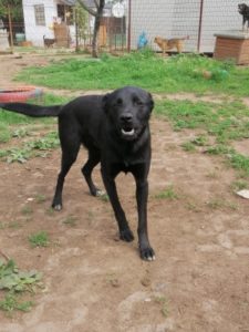 CLOUSEAU - RBB 12/2020 - ProDog Romania e.V.