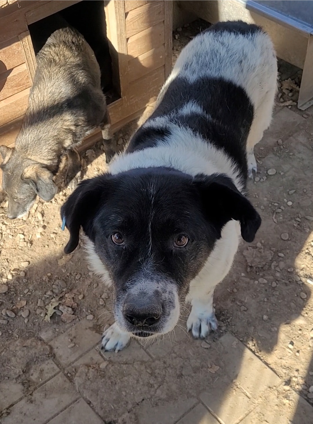 BURRAK | ProDog Romania e.V.