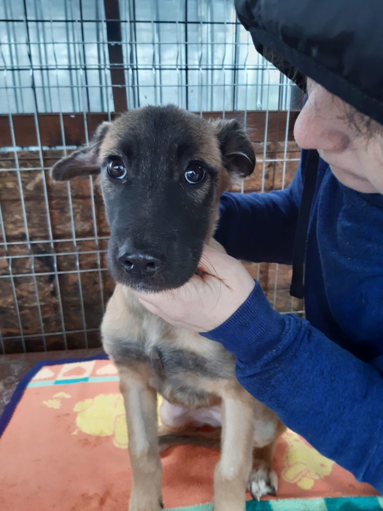 YARISHA - reist auf PS in PLZ 9 - SE - vermittelt - ProDog Romania e.V.