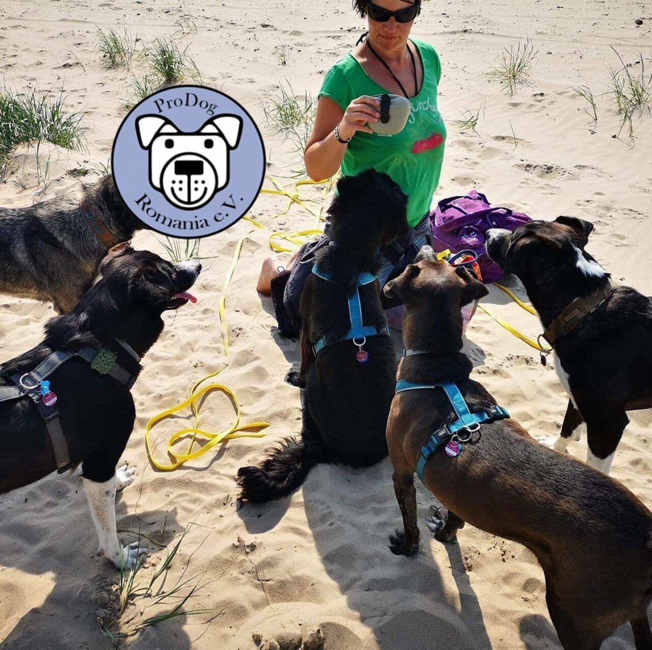 Unser PDR Team - ProDog Romania e.V.