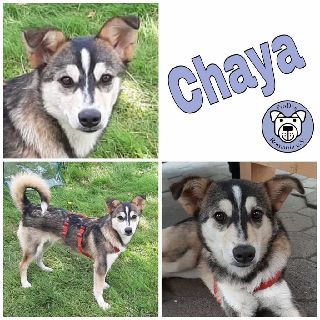 Chaya *vermittelt* - ProDog Romania e.V.