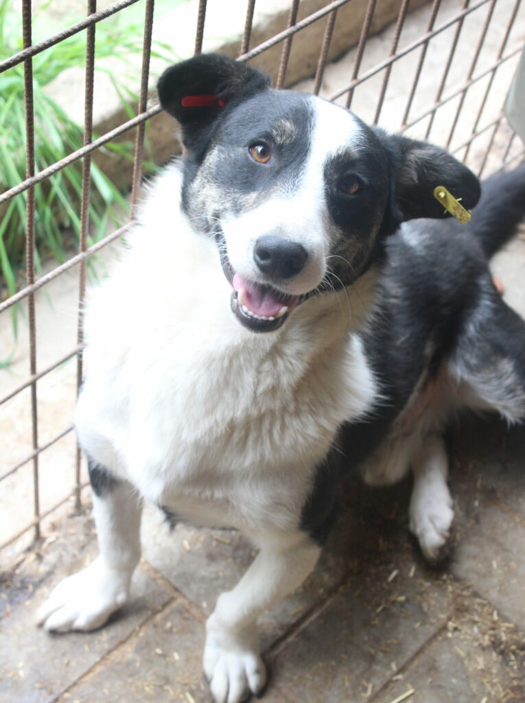 DENZEL - RBB 01/24 - ProDog Romania e.V.
