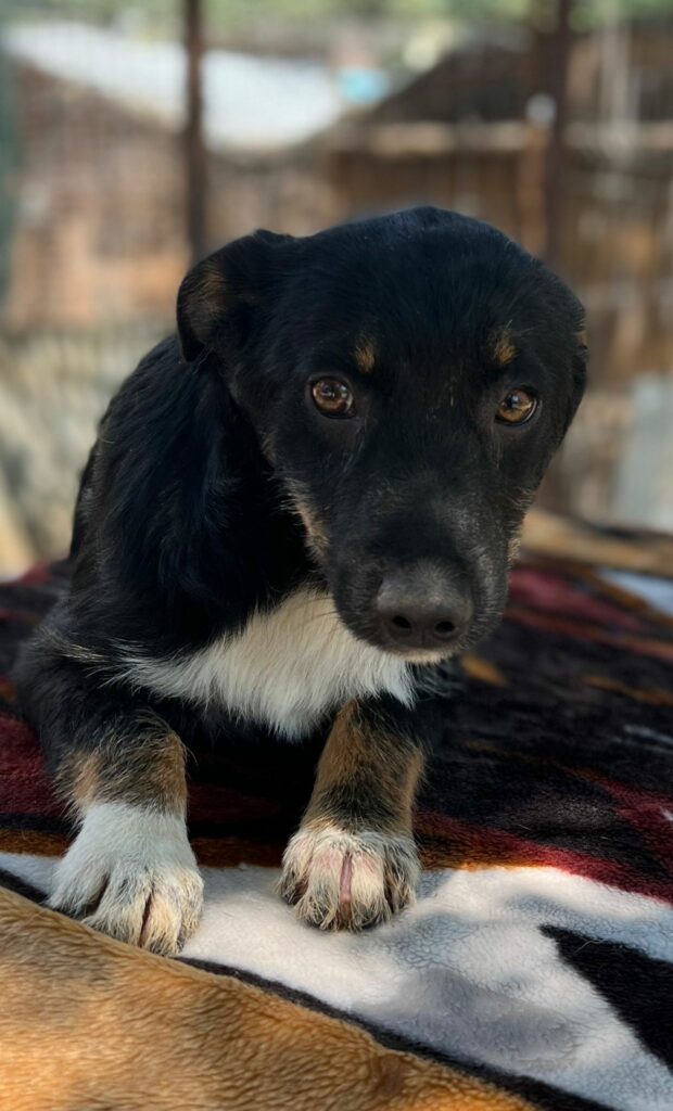 MARNY - vermisst 04/2023 - ProDog Romania e.V.