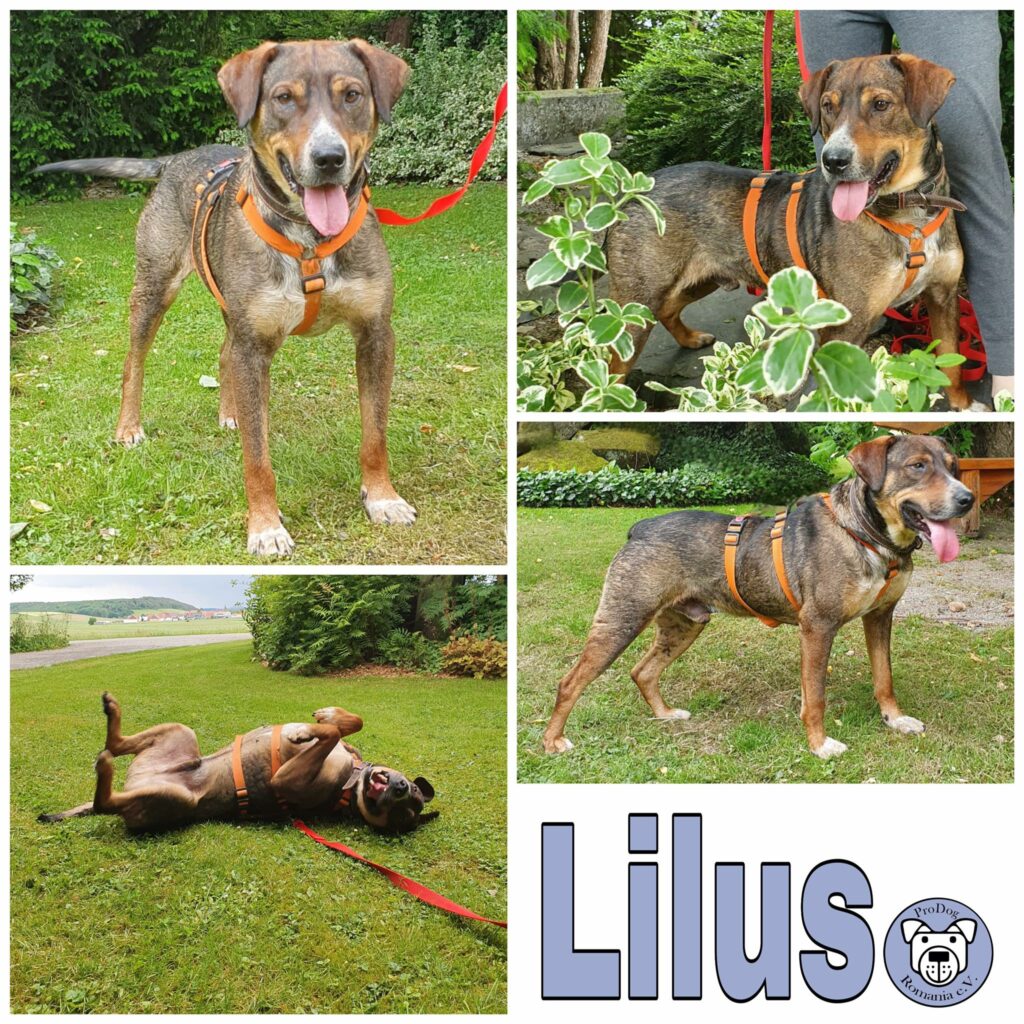 Lilus in 34474 Diemelstadt * vermittelt * - ProDog Romania e.V.