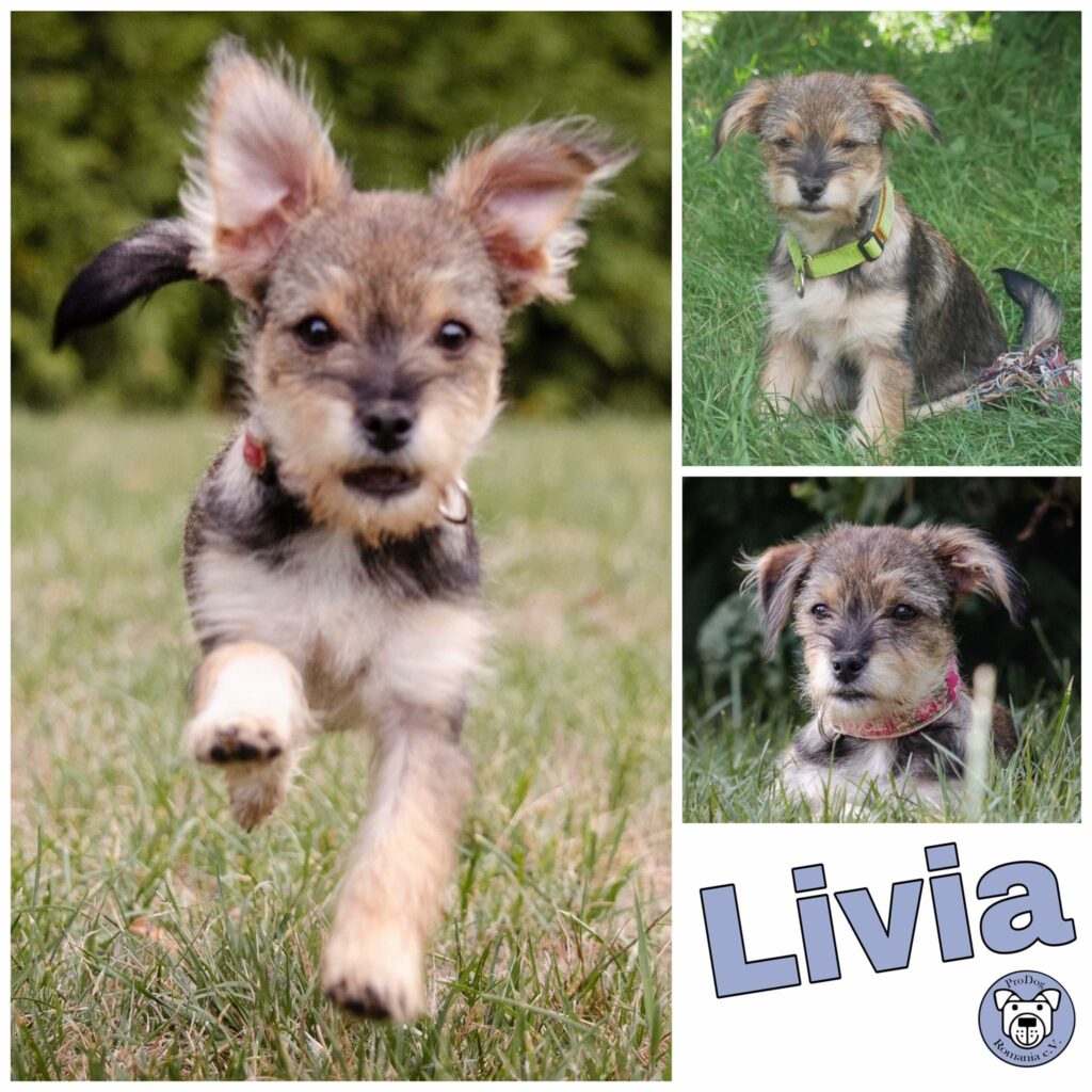 Livia in 21493 Möhnsen - vermittelt - ProDog Romania e.V.