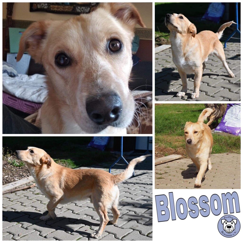Blossom (♂) in 56242 Ellenhausen - vermittelt - ProDog Romania e.V.