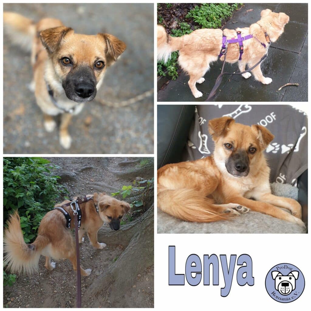 Lenya (Banu) in 99636 Ostramondra (vermittelt) - ProDog Romania e.V.