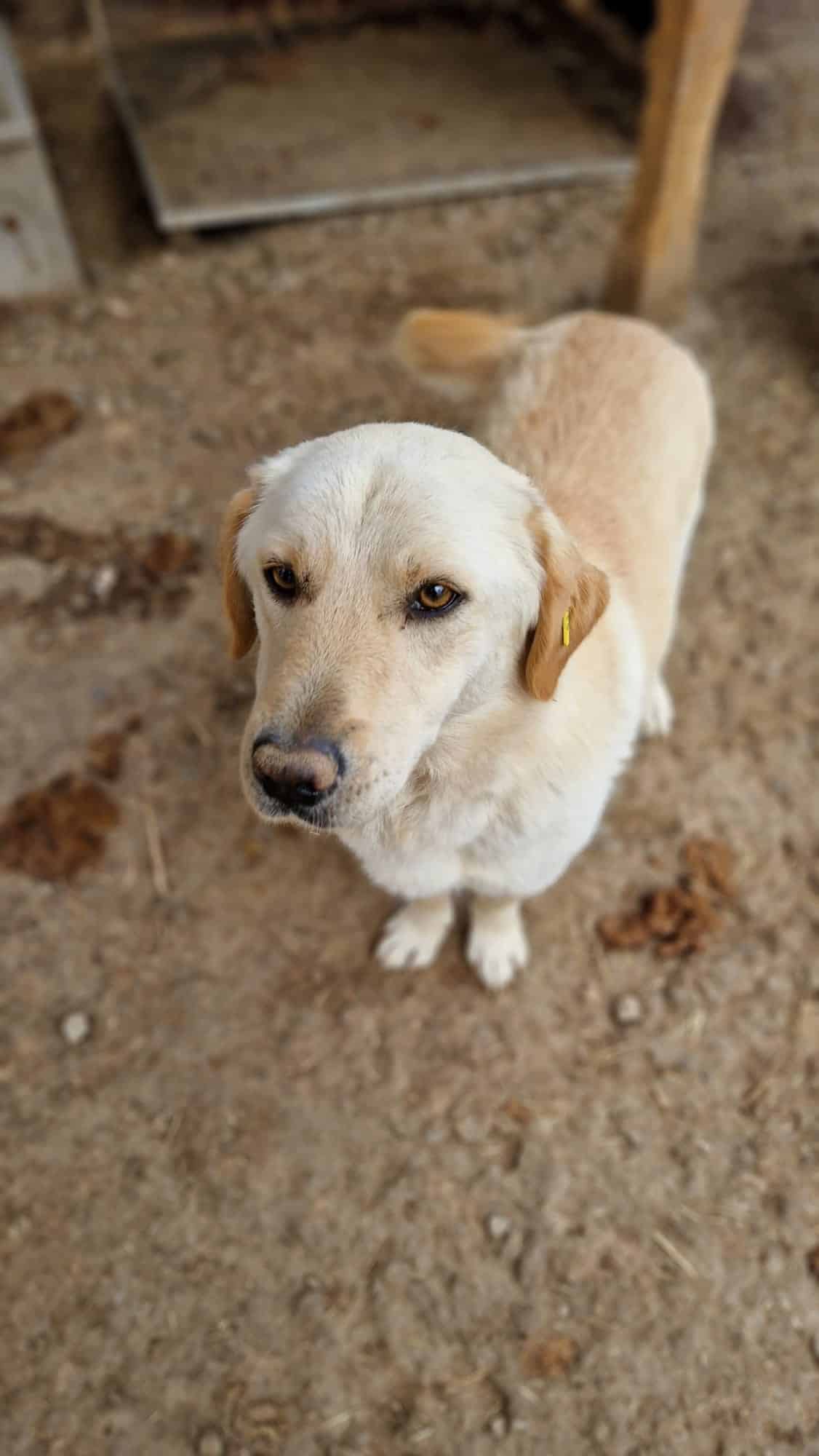 LEANDER | ProDog Romania e.V.