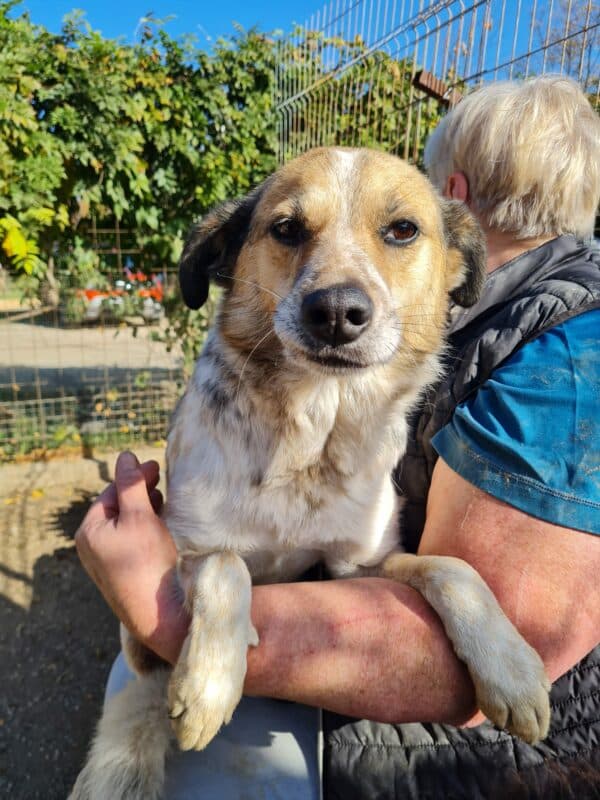 KASHAKI – läuft unrund | ProDog Romania e.V.