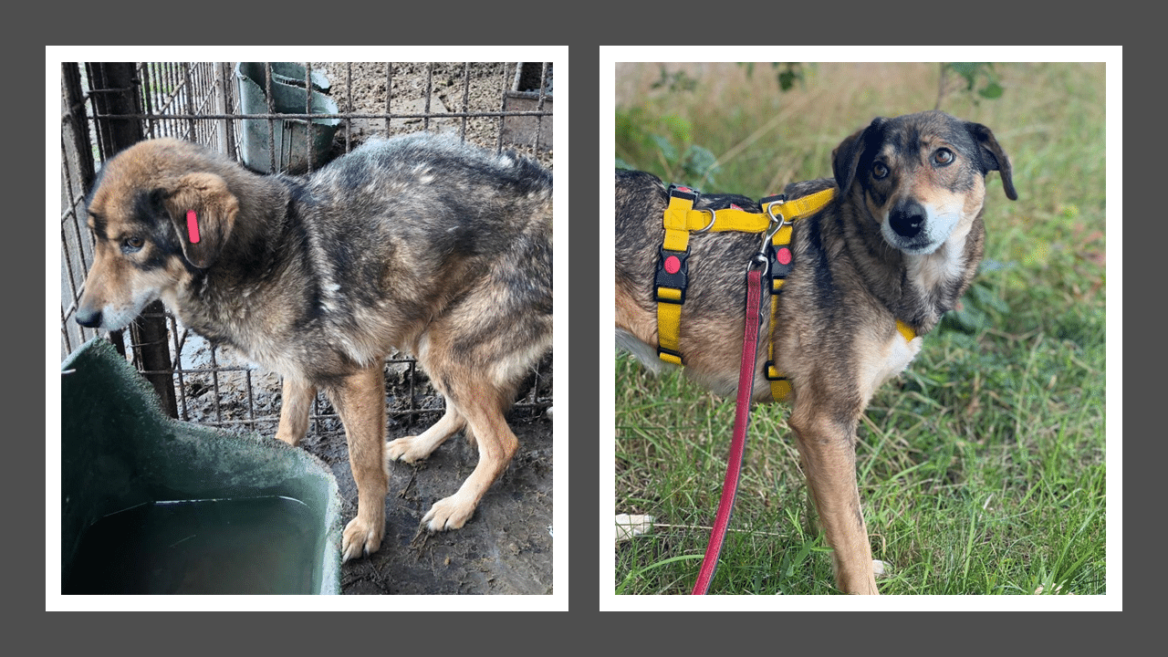 Pro Dog Romania