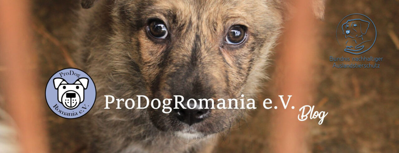 Pro Dog Romania