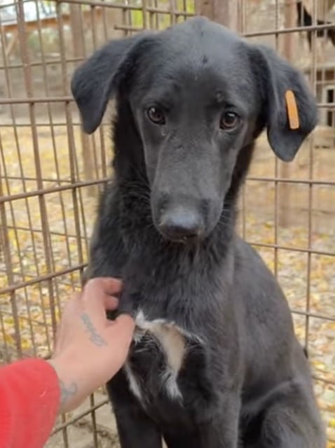 LETTY (♀) - ProDog Romania e.V.