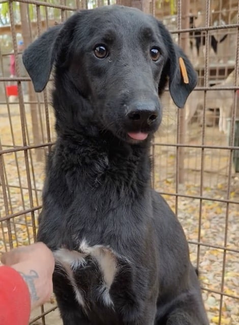 LETTY (♀) - ProDog Romania e.V.