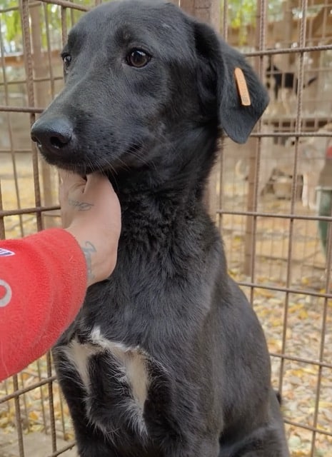 LETTY (♀) - ProDog Romania e.V.