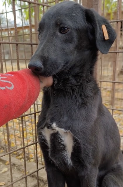 LETTY (♀) - ProDog Romania e.V.