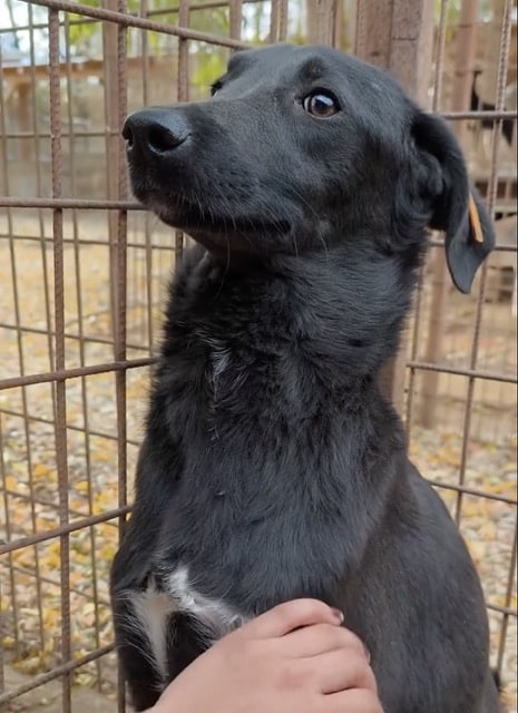 LETTY (♀) - ProDog Romania e.V.