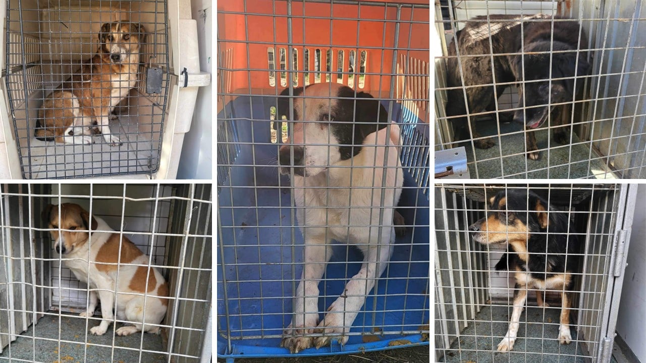 Das Areal II im Open Shelter in Toplet hat neue Bewohner! 😃 - ProDog ...