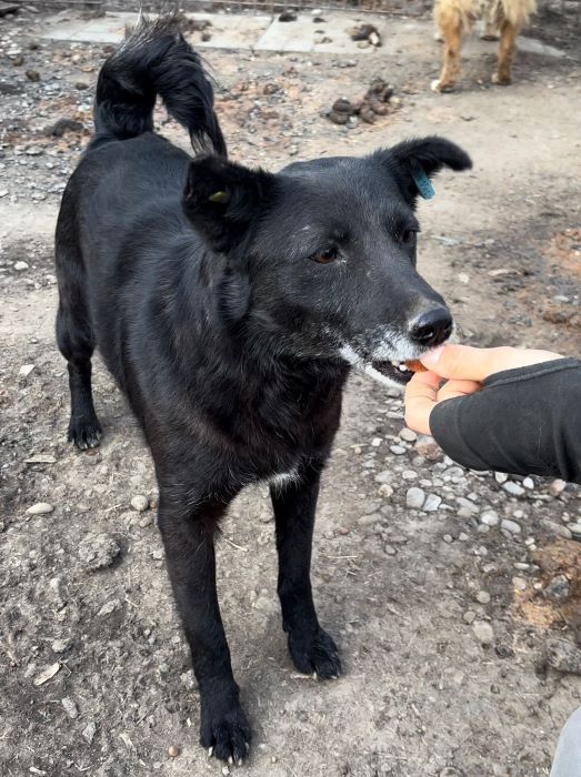 MARAMA (♀) - ausgereist zum TST Rösrath - ProDog Romania e.V.