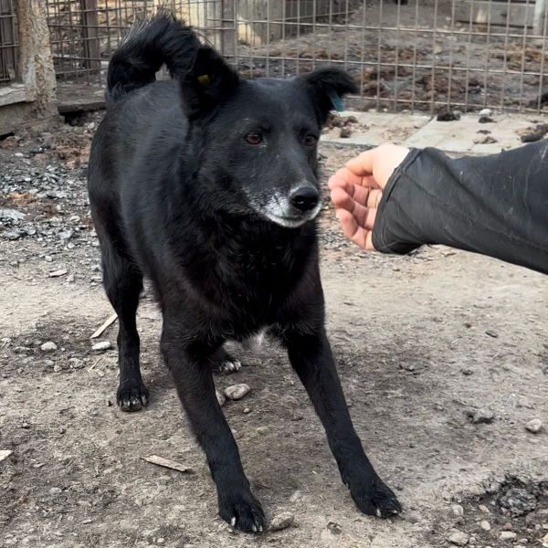 MARAMA (♀) - ausgereist zum TST Rösrath - ProDog Romania e.V.