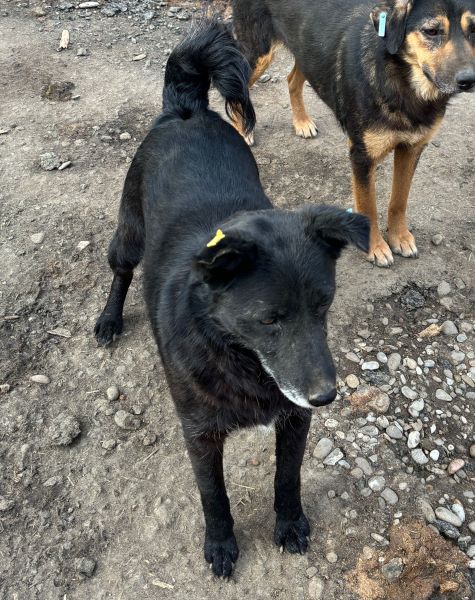 MARAMA (♀) - ausgereist zum TST Rösrath - ProDog Romania e.V.