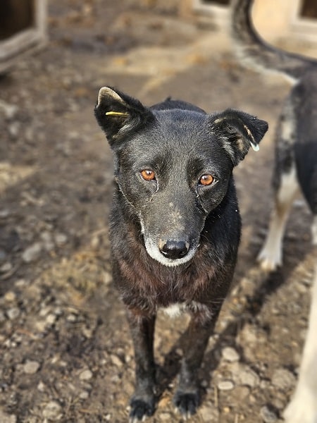 MARAMA (♀) - ausgereist zum TST Rösrath - ProDog Romania e.V.