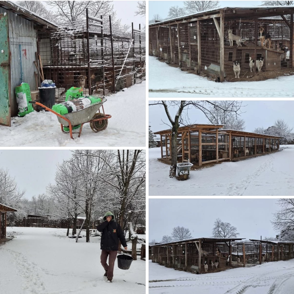 Der Winter hat Bucov fest im Griff ️ - ProDog Romania e.V.
