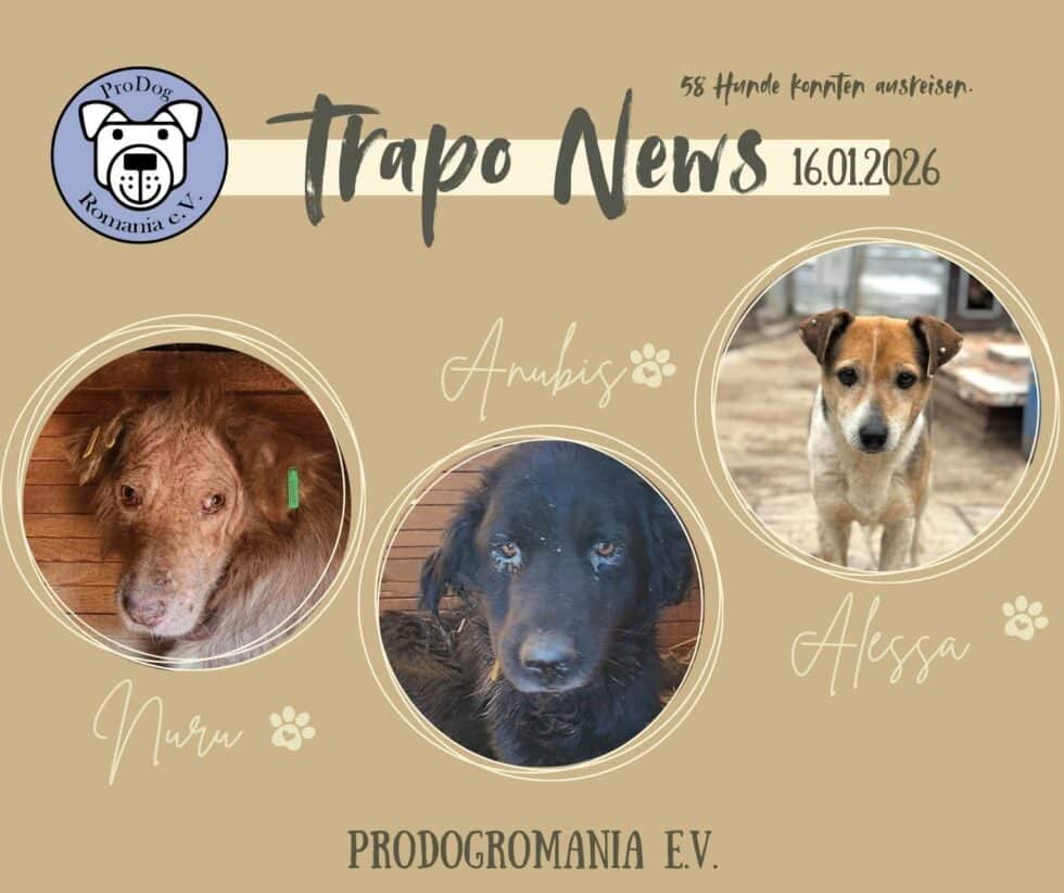Pro Dog Romania