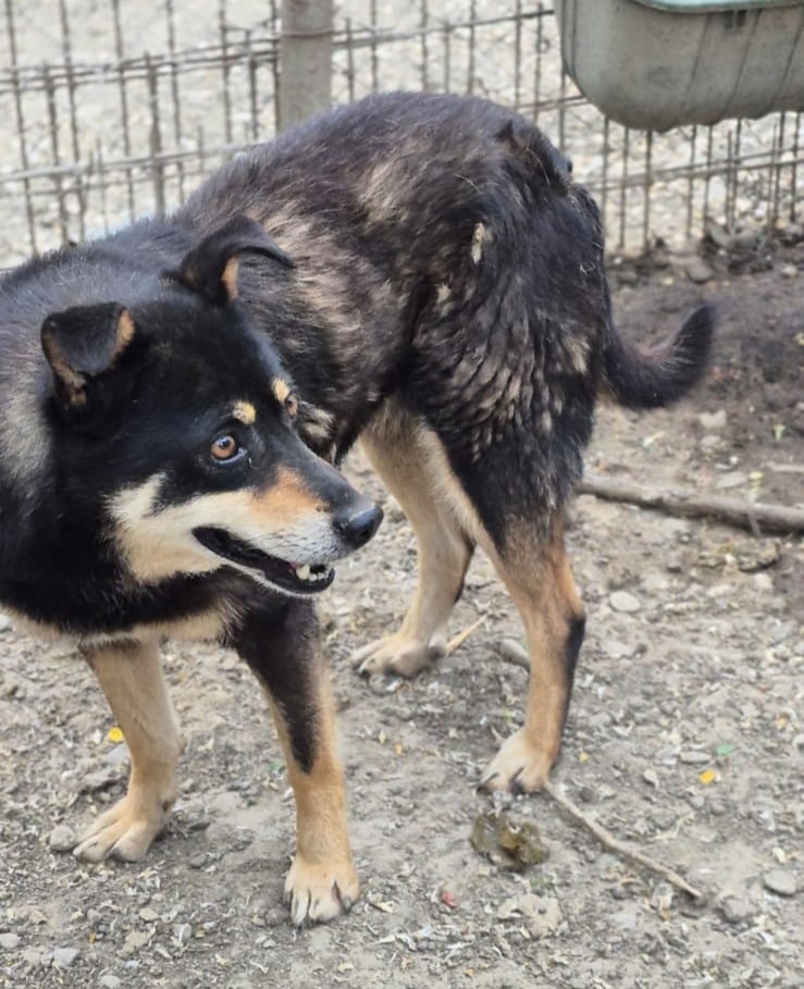 TATTI (♀) - ProDog Romania e.V.